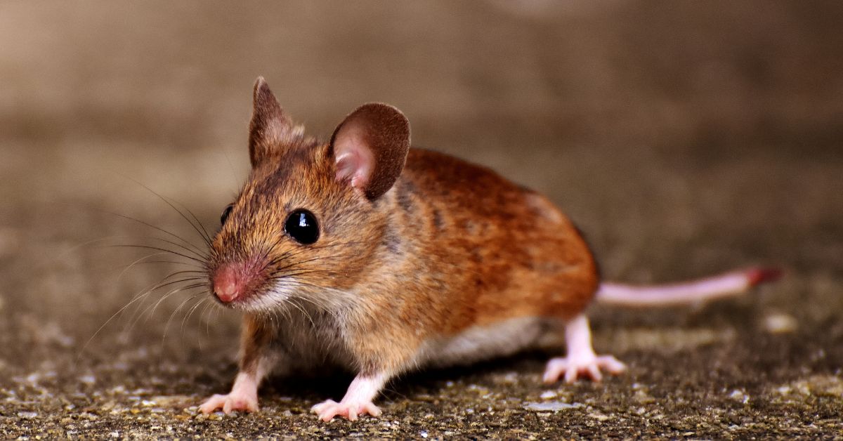 Menino de 11 anos morre após levar mordida de rato silvestre em SC