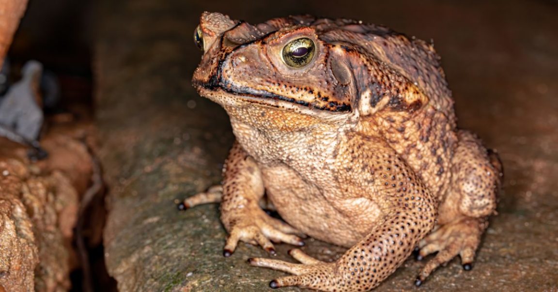 Sapo-cururu é encontrado com a boca colada em cidade de São Paulo