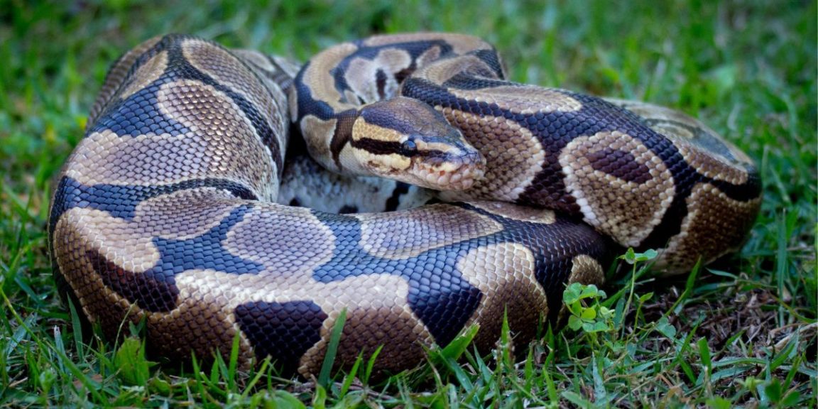 Cobras píton moravam no teto e assustam moradores de casa ao caírem