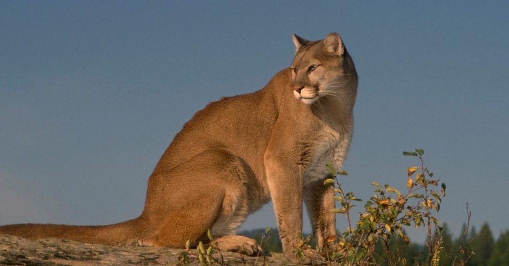 Onça surpreende pastor durante pregação no meio da mata